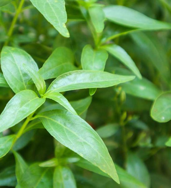 Andrographis | Swisse Thailand Officials